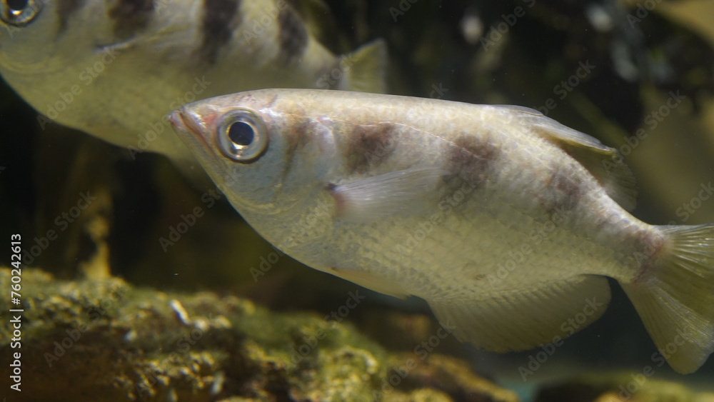 Toxotes jaculatrix, commonly known as the archerfish, is a fascinating ...