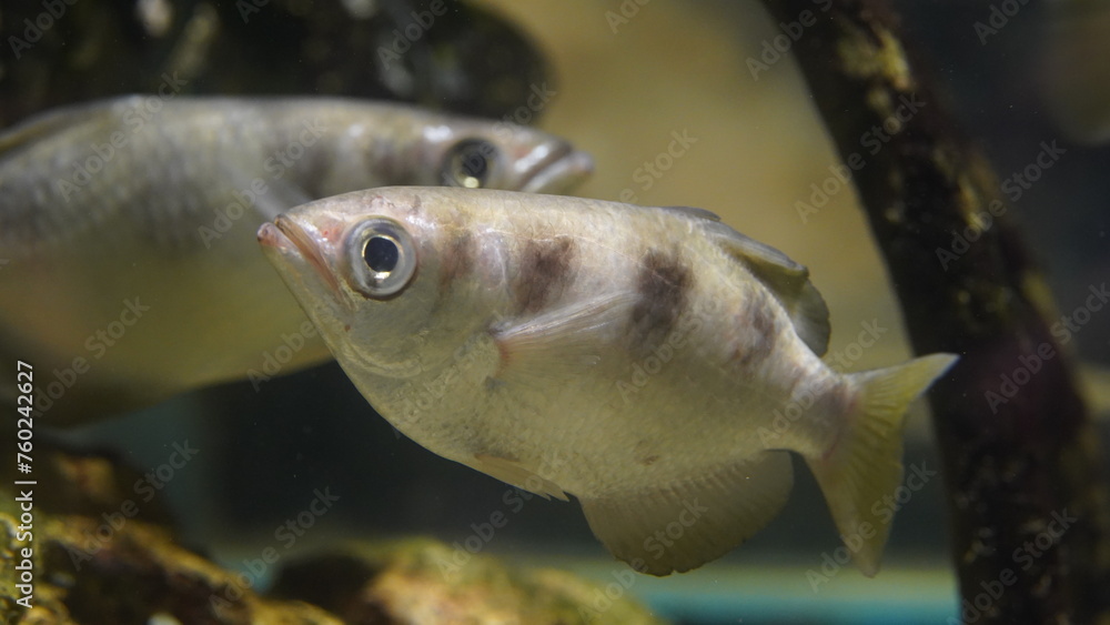 Poster Toxotes jaculatrix, commonly known as the archerfish, is a ...