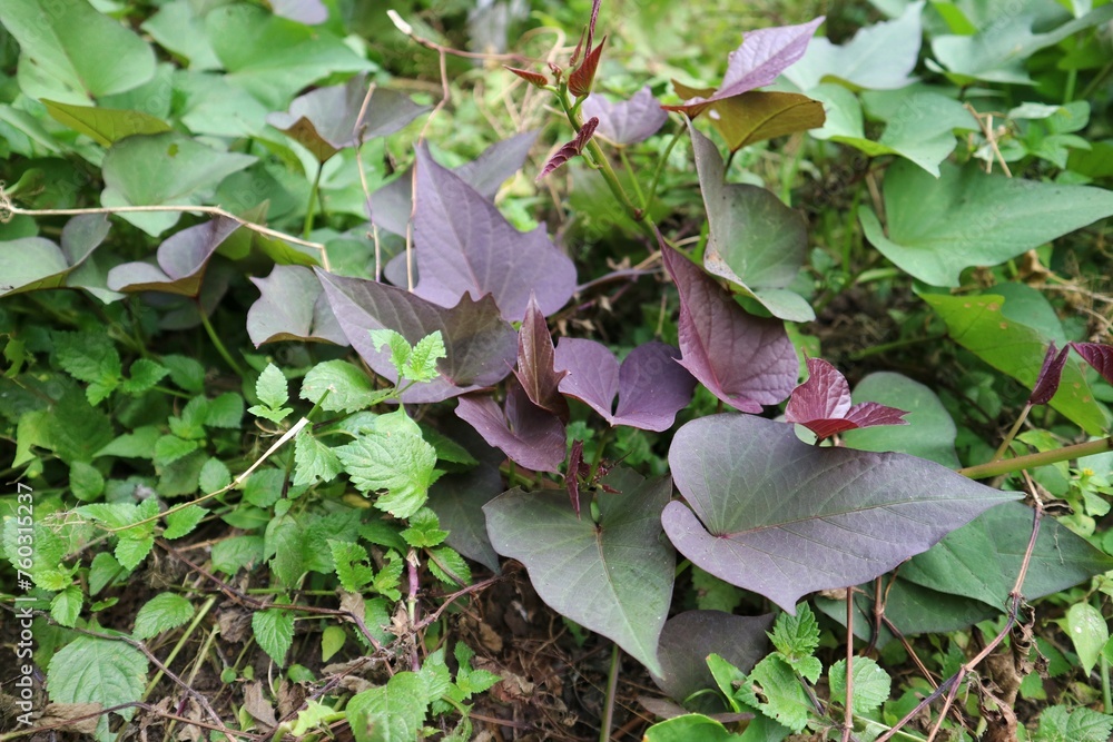 Sweet potatoes leaves in the nature. Sweet potato leaves are medium to large in size and are ...
