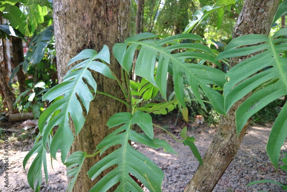 Swiss cheese plant or monstera deliciosa is climbing on the tree trunk ...