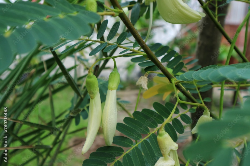 Kembang turi or Hummingbird flower hanging on the tree branch in the ...