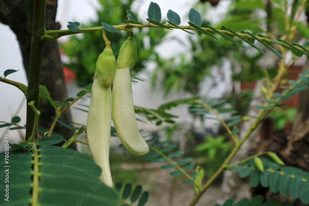 Kembang turi or Hummingbird flower hanging on the tree branch in the ...