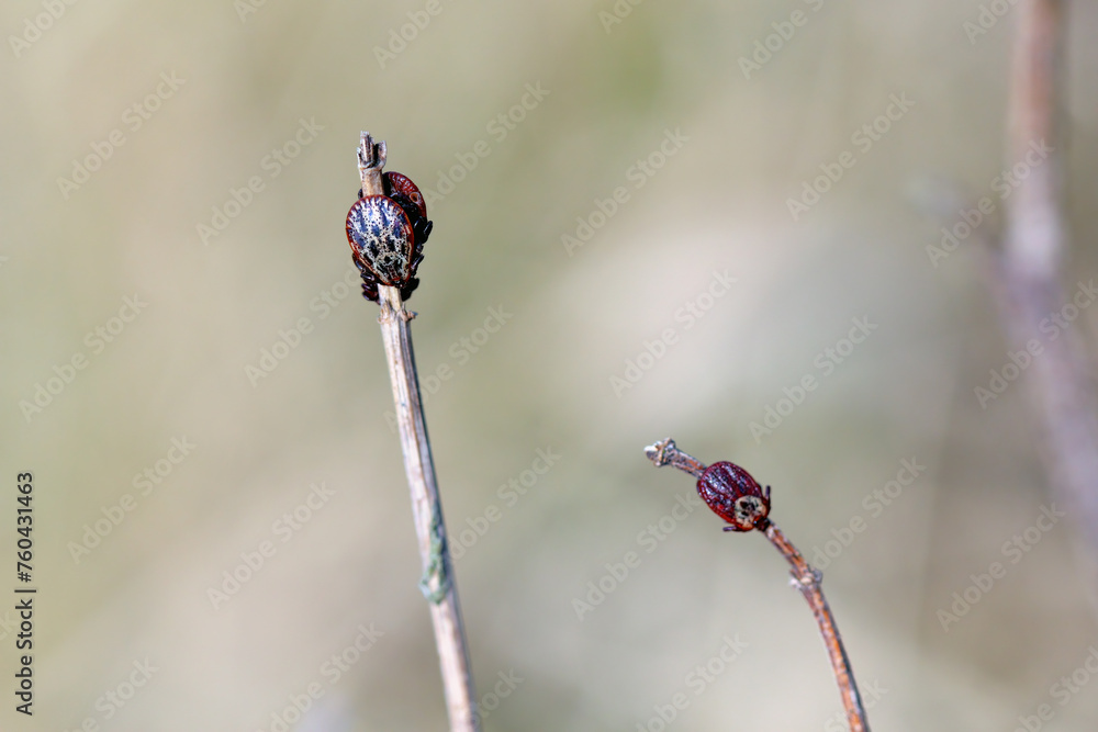 Ticks waiting on the tops of shriveled plants for passing hosts ...