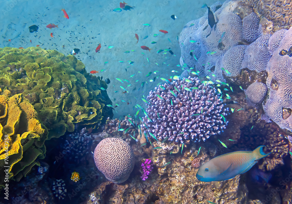 Wonderful nature of coral reef area and biodiversity of tropical marine ...