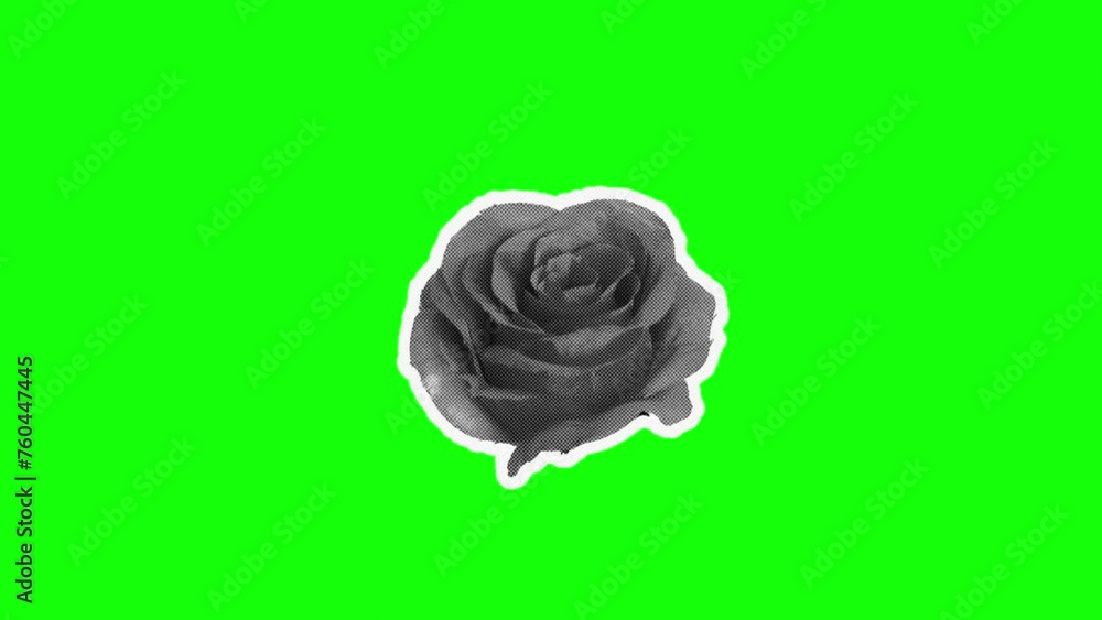 rotating roses with strokes animation on green screen, collage art ...