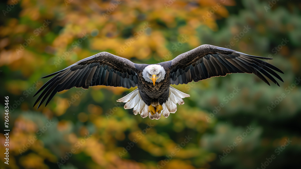 Bald Eagle flying in forest, side view, front view, leadership, freedom ...