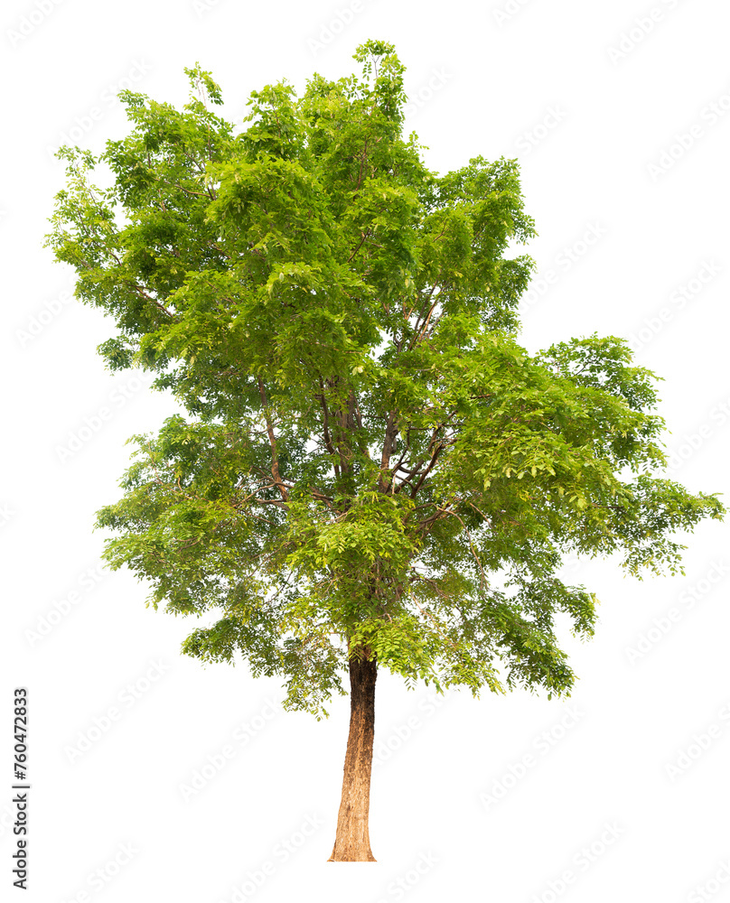 tree image dicut and removed original background, PNG transparent Stock ...