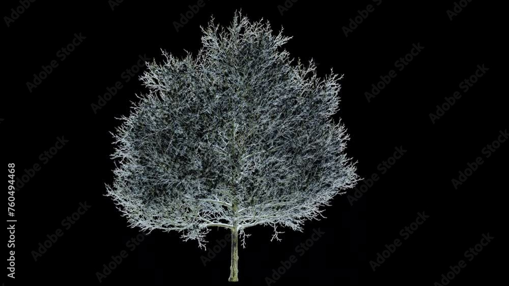 frozen oak without leaves. 3d animation of an oak tree in winter. a ...