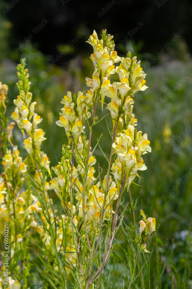 Linaria vulgaris, names are common toadflax, yellow toadflax, or butter ...