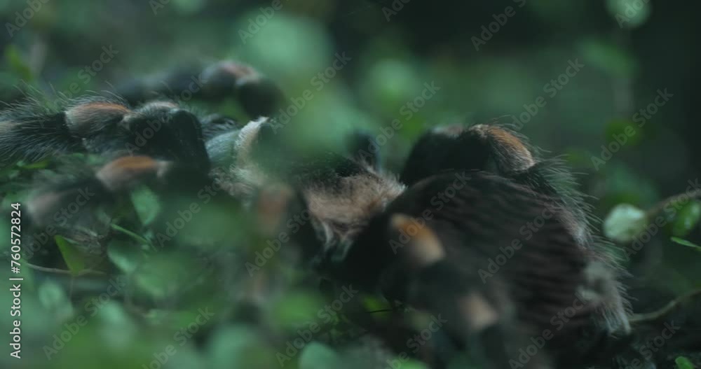 This video shows a close-up of a tar antula walking on the green leaves ...