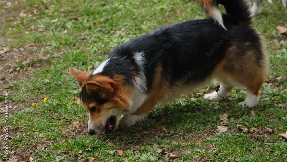 A cute purebred dog in a spring park. Welsh corgi Pembroke tricolor ...