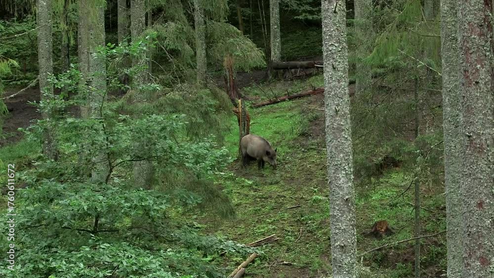 Medium-sized Wild Boar Walks Through the Forest, Smelling the Ground ...