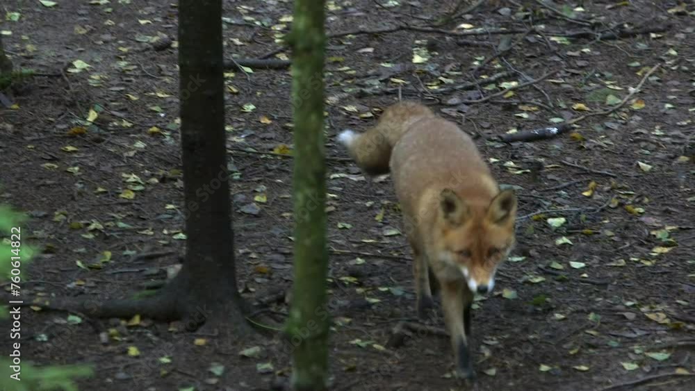 Red Fox in the Forest is Coming Towards the Camera. A Red Fox Has a ...