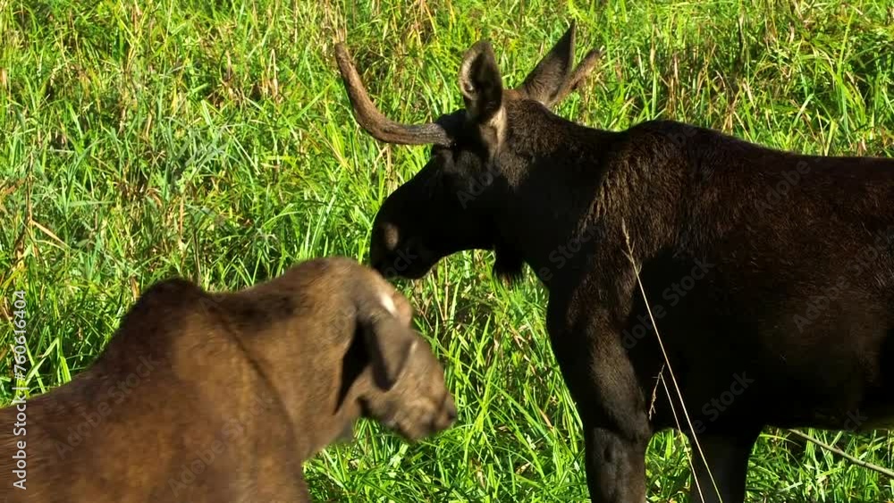 Young Cow Moose Disturbs Others Making Them Jump Away. The Moose or Elk ...