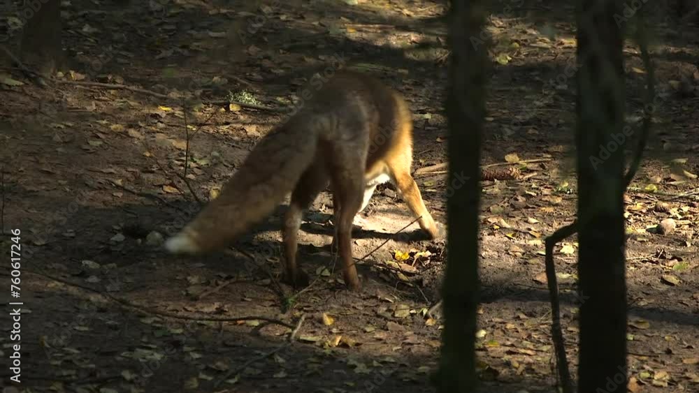 Red Fox Hunted the Mouse, Eats it. A Red Fox Has a Long History of ...