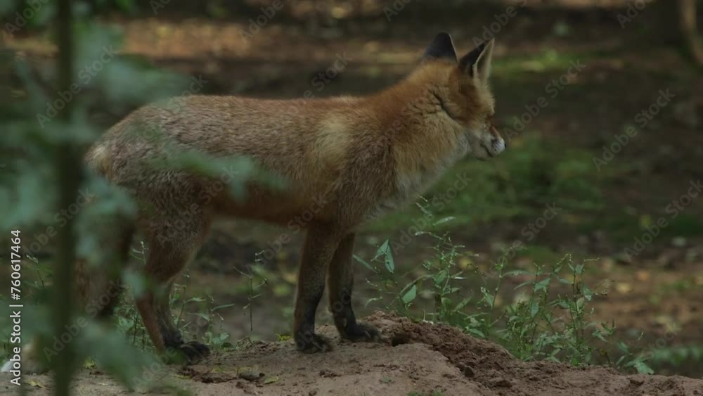 Red Fox Looks at the Camera, Then Walks in the Forest in Search of Food ...