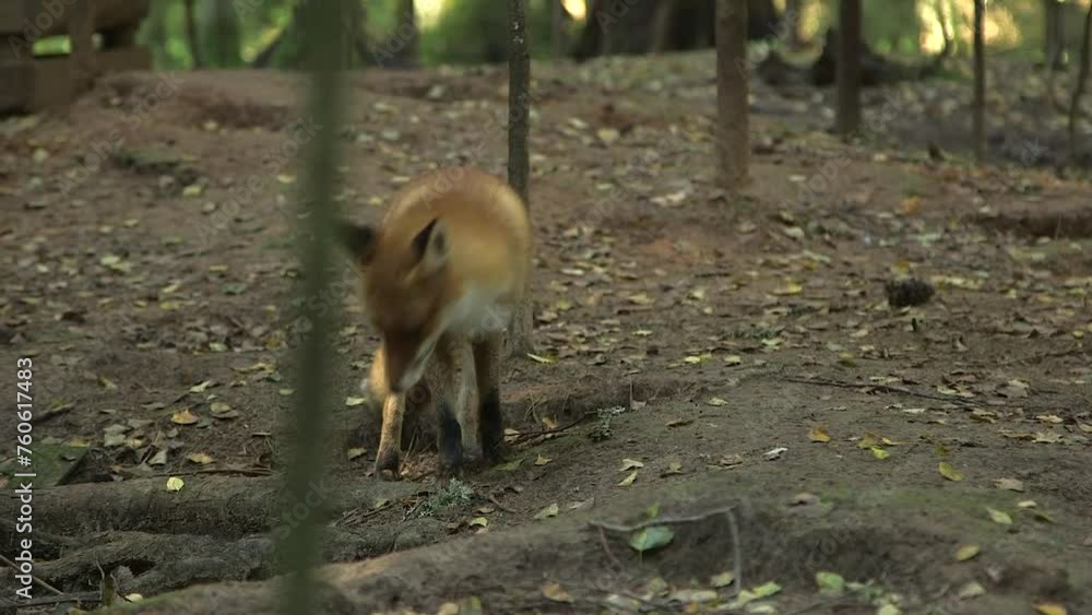 Red Fox Walks Through the Forest and Smells the Ground. A Red Fox Has a ...