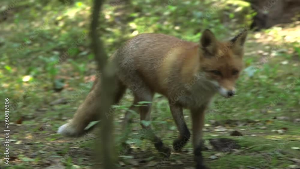 Red Fox Walks Through the Forest and Smells the Ground in the Closeup ...
