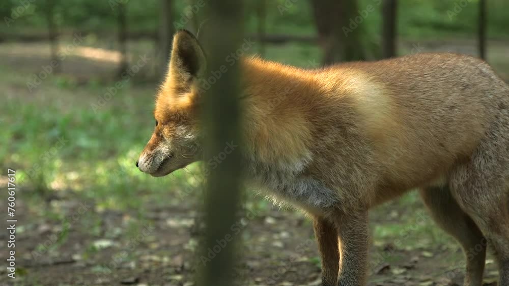 The Red Fox Yawns and Looks Around. A Red Fox Has a Long History of ...