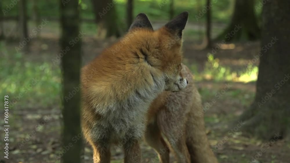 The Red Fox Stands and Looks Around. A Red Fox Has a Long History of ...
