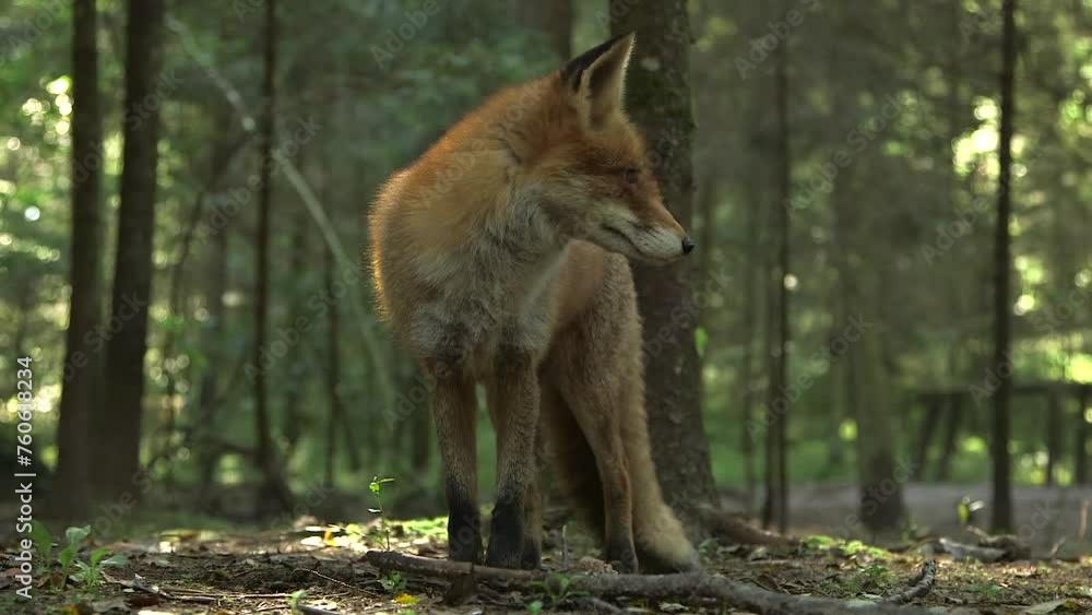 The Red Fox Stands Beautifully in the Forest. A Red Fox Has a Long ...