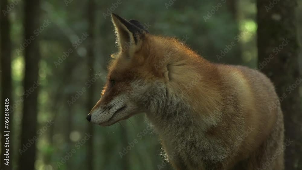 The Red Fox Stands Beautifully in the Forest, Walks Around Smelling the ...
