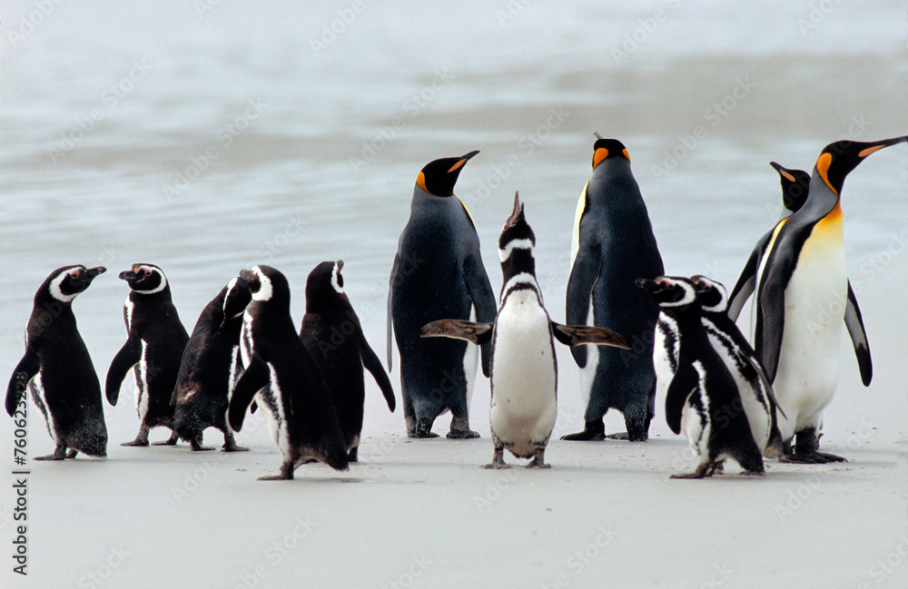 Manchot royal,.Aptenodytes patagonicus, King Penguin, Manchot de ...