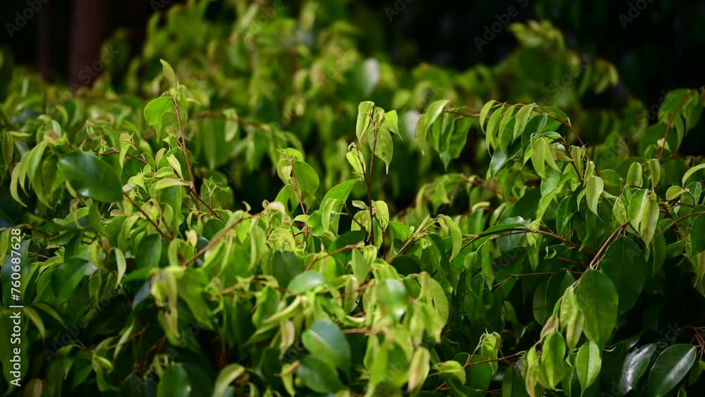 Ficus benjamina, commonly known as weeping fig, benjamin fig or ficus ...