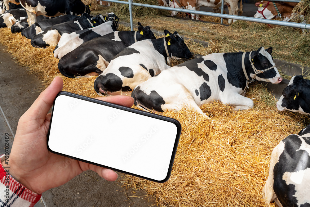 Farmer monitoring animals condition using his mobile phone. Mobile ...