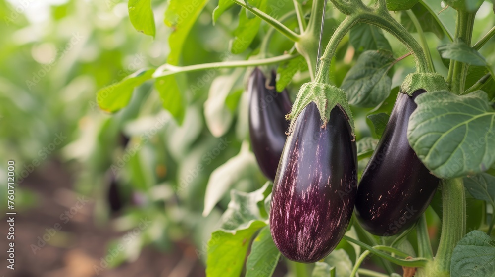 Growing eggplant harvest and producing vegetables cultivation. Concept ...