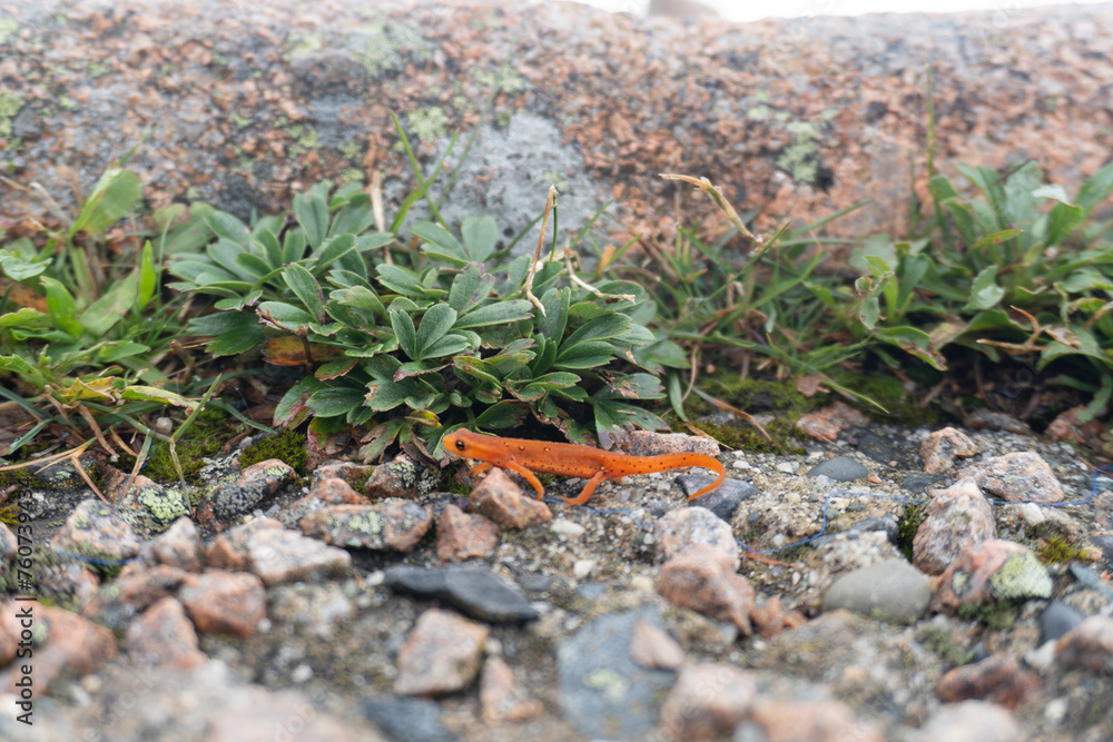 Eastern newt (Notophthalmus viridescens), common newt of eastern North ...
