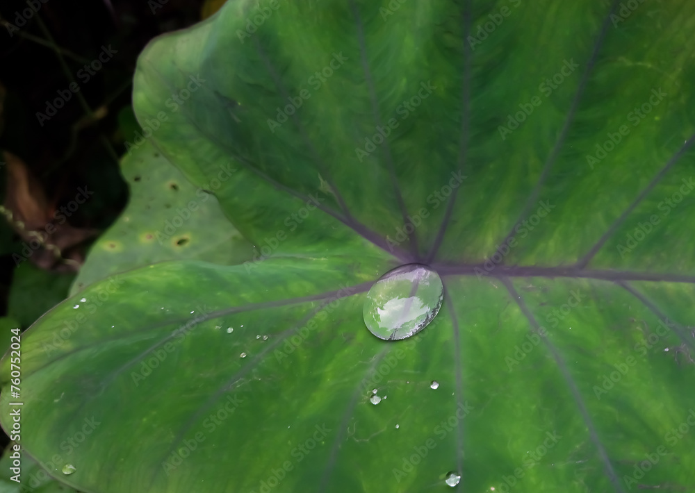 Water on the colocasia esculenta or taro plants. Colocasia also name ...
