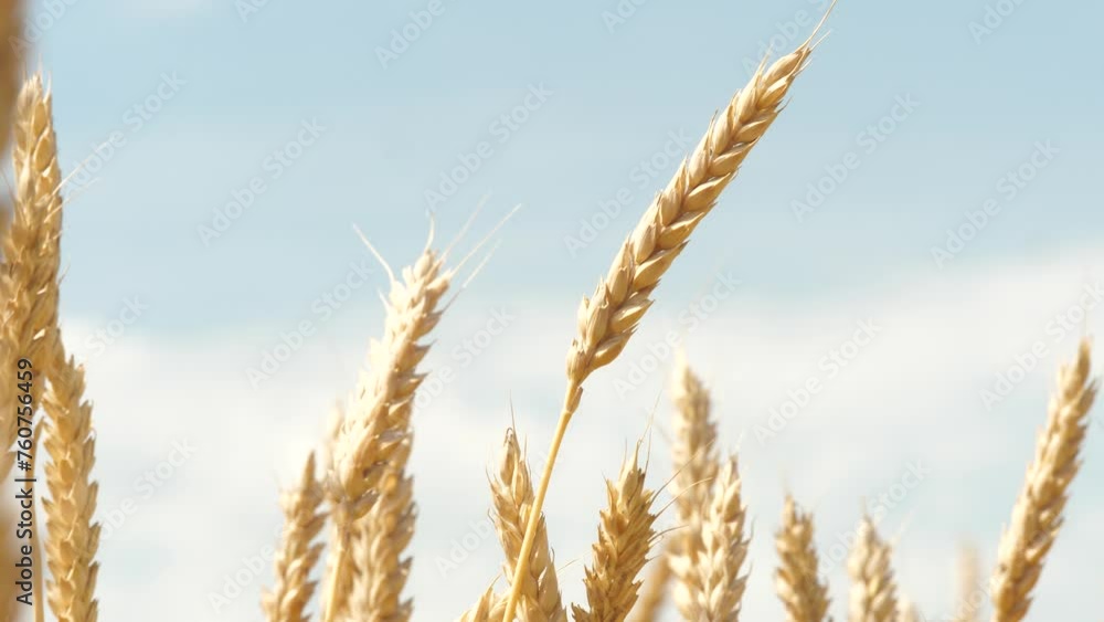 Vidéo Stock Bug insect parasite on yellow and green wheat at rural ...
