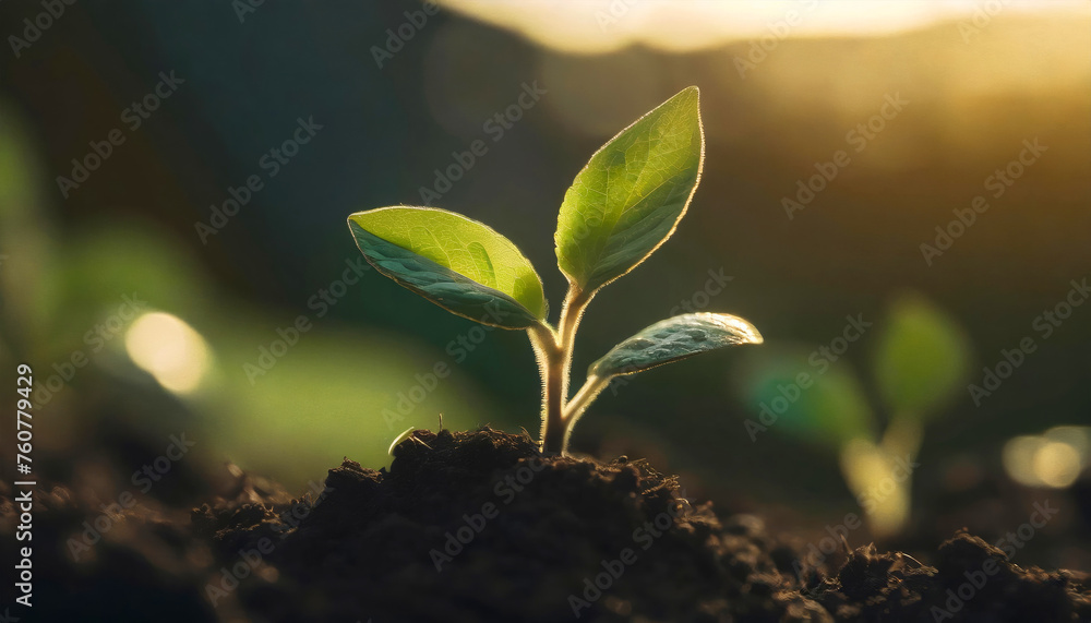 Young green Plant grow from the ground in the Morning Sunlight with ...