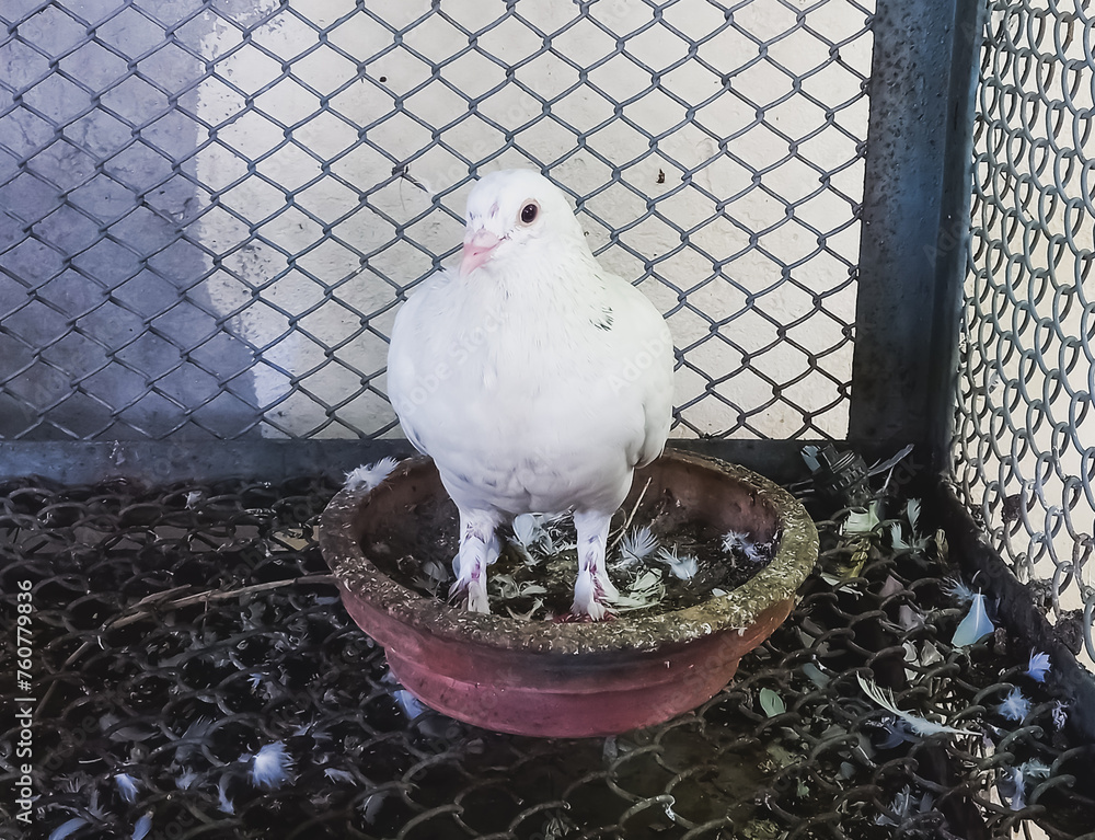 Beautiful White Color paira bird. Single pigeons sitting parallelly on ...