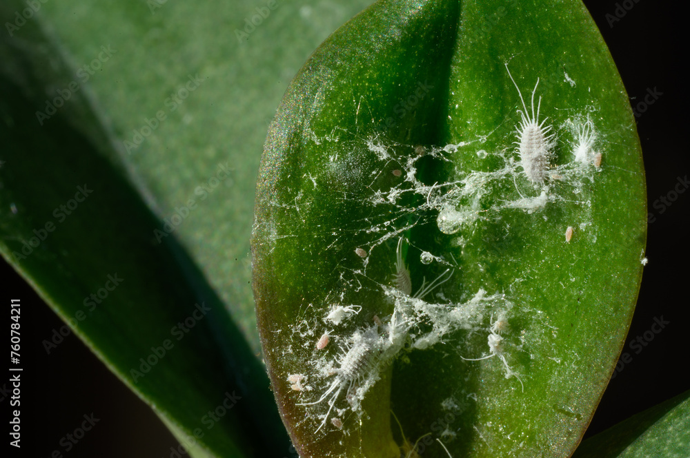 Mealybug on plant leaves, close-up. Orchid damage by dangerous pests ...