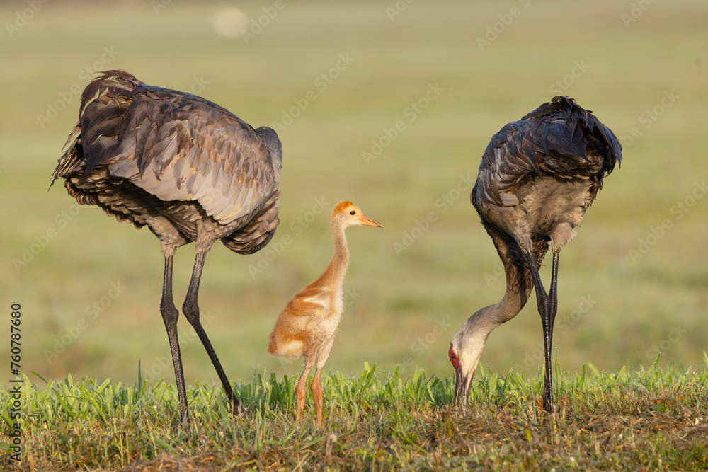 Baby and parent sandhill cranes (Grus canadensis) looking cute together ...