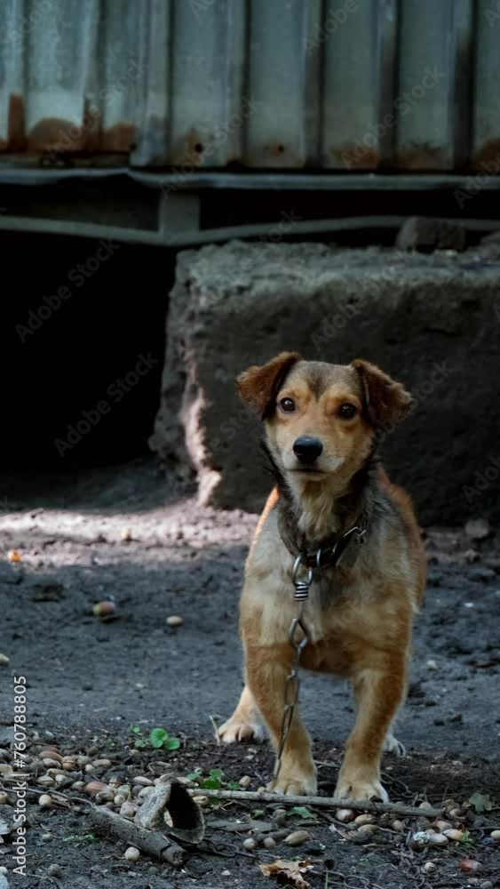 Guard dog on a chain. Cheerful dog waving his tail, sticking out his ...