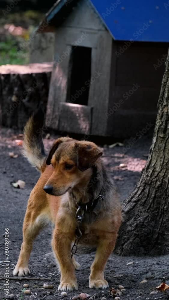 Guard dog on a chain. Cheerful dog waving his tail, sticking out his ...