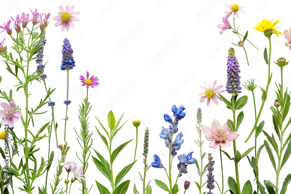 Meadow flowers frame isolated on transparent background. PNG. Vintage ...