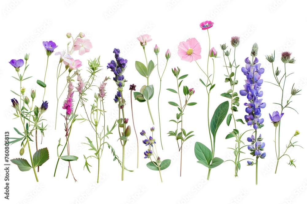 Beautiful wild flowers frame isolated on transparent background. PNG ...