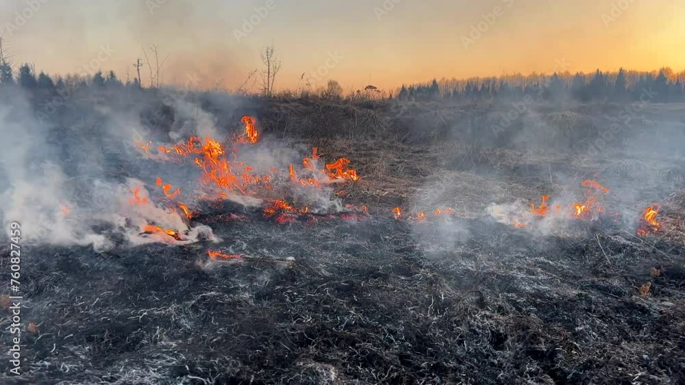 Fire grass in farm field. Dry Grass Fires due to drought. Hot weather ...