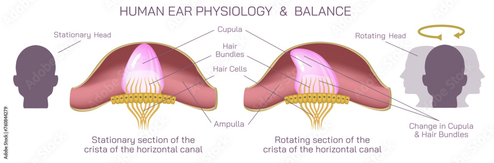 Human ear anatomy vector illustration. The vestibular system, in ...