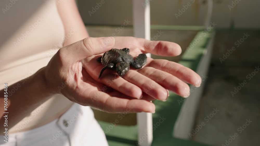 Baby sea turtle in female hands at turtle hatchery in Sri Lanka. Human ...