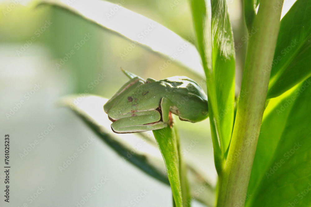 Treefrog Phyllomedusa Distincta, known as Leaf Treefrog, Leaf Treefrog ...