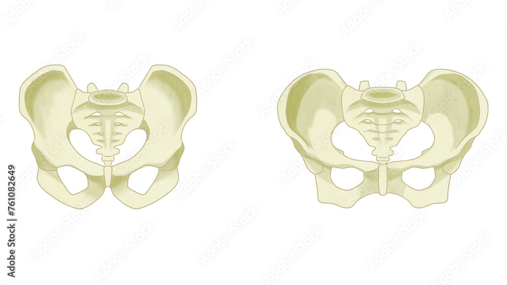 Differences between male and female pelvis Anatomy of skeleton ...
