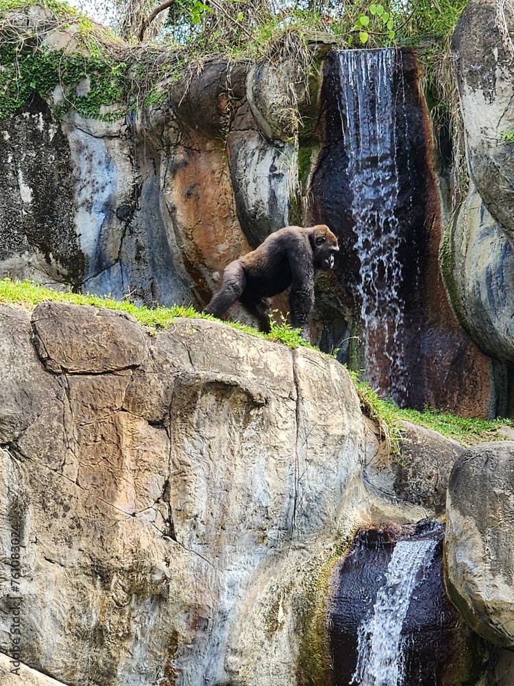 Perth Zoo Water Plant Bedrock Carnivore Natural landscape Stock Photo ...