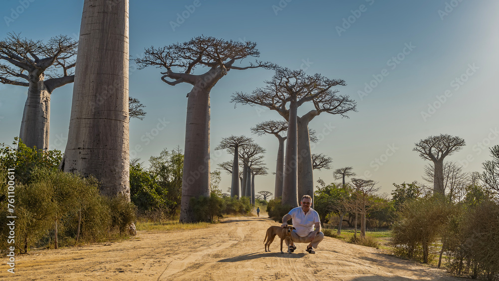 The famous baobab alley in the afternoon. Rows of tall trees with thick ...
