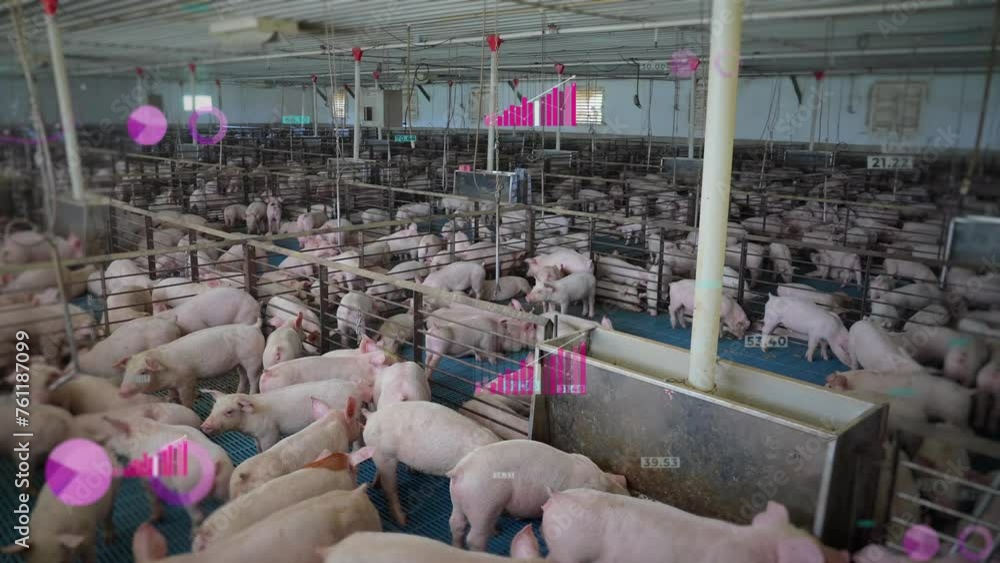 Indoor pig farm with digital overlays showing health stats, in a ...
