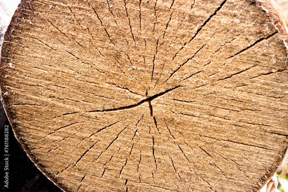 Old wooden birch tree cut surface. Detailed warm dark brown and orange ...